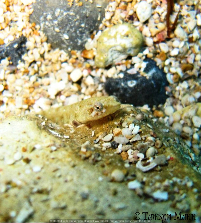 Iskenderun Bay Clingfish (Diplecogaster umutturali) - Marine Life ...