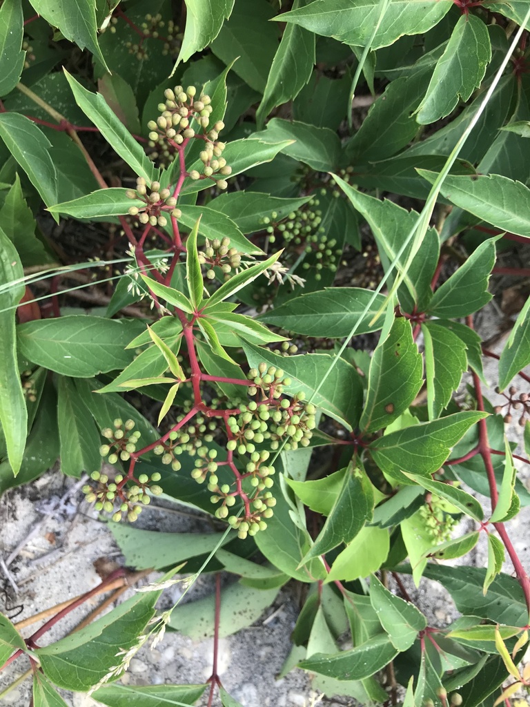 thicket creeper from Fort Tilden, New York, NY, US on July 5, 2021 at ...