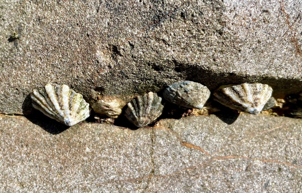 Rough Limpet from North Pacific Ocean, CA, US on July 10, 2021 at 03:52 ...