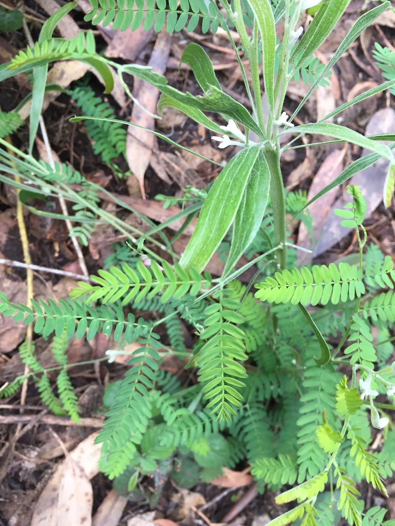 blackwood from 2–98 Crestmont Dr, San Francisco, CA, US on March 18 ...