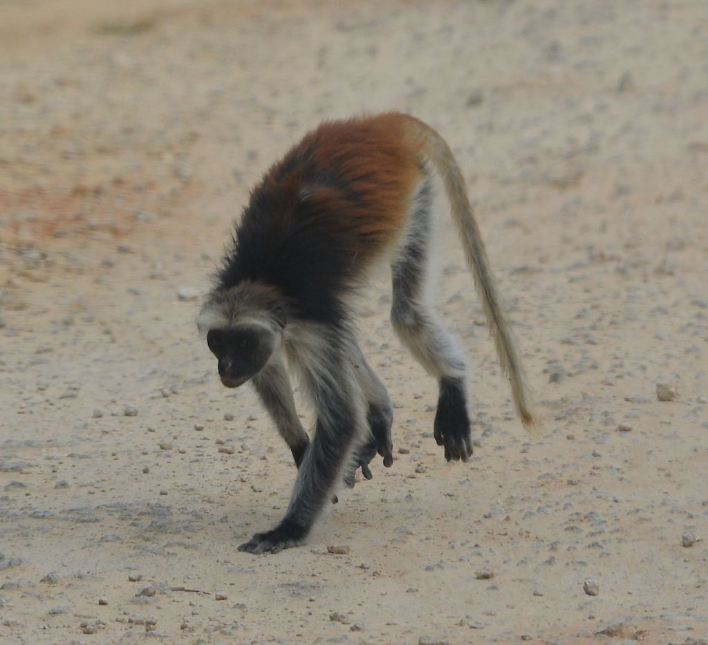 Zanzibar Red Colobus Monkey in January 2017 by Daniel Austin · iNaturalist