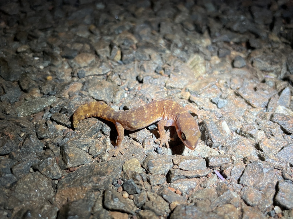Yellow-spotted Pilbara Gecko in December 2020 by Bruce Edley · iNaturalist