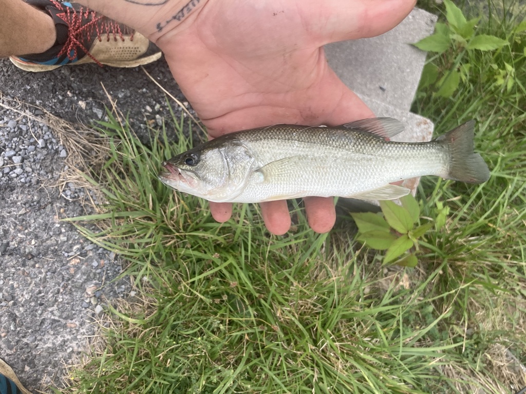 Largemouth Bass from Palmer Ave, Saltville, VA, US on July 10, 2021 at ...