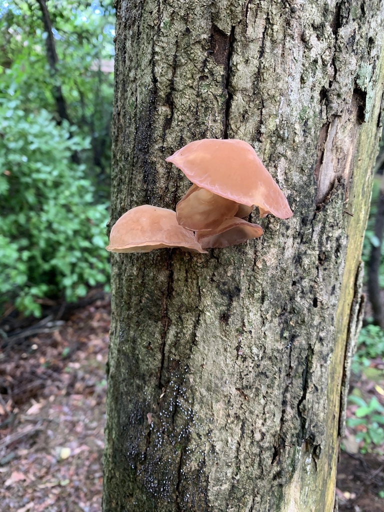 Jelly Tree Ear from Colonial Rd, Memphis, TN, US on July 11, 2021 at 06 ...