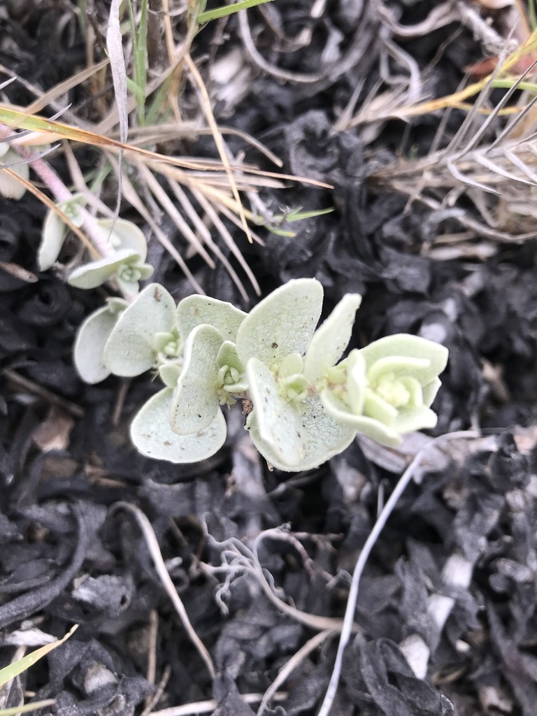 beach saltbush from Eureka, CA, US on July 10, 2021 at 04:16 PM by ...