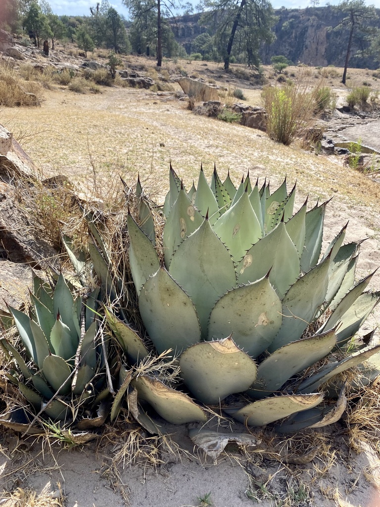 Parry's agave from Durango, DGO, MX on June 13, 2021 at 09:05 AM by ...