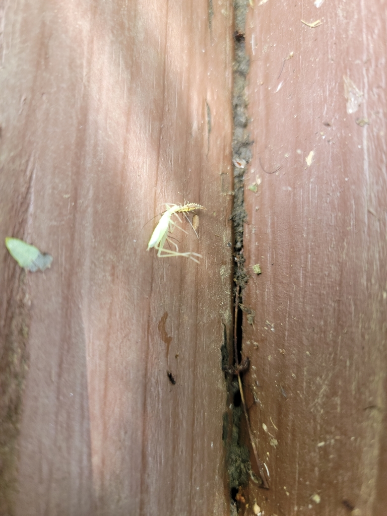 Narrow-winged Tree Cricket on July 11, 2021 at 01:27 PM by Kathy Gregg ...