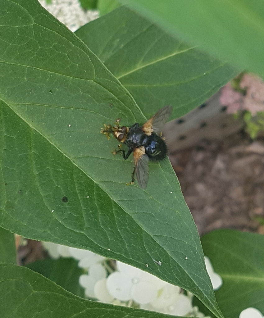Calyptrate Flies from B4B 1V8 on July 11, 2021 at 03:35 PM by Lauren ...