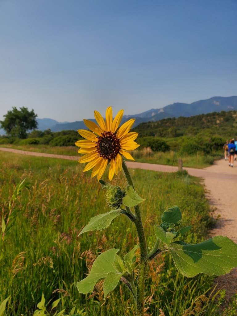 Common Sunflower from West Colorado Springs, Colorado Springs, CO, USA ...
