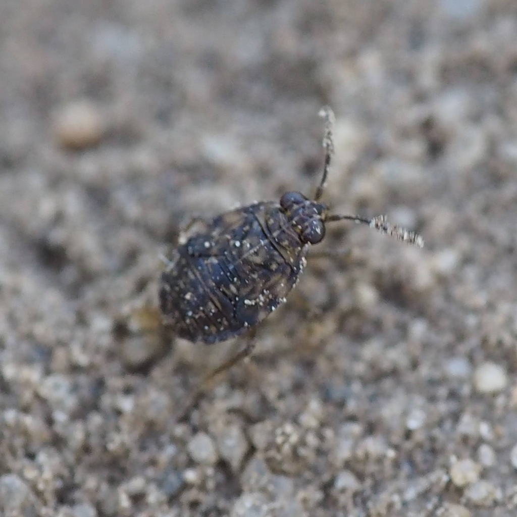 Shore bugs from Kąty Grodziskie 02, 03-289 Warszawa, Polska on June 08 ...