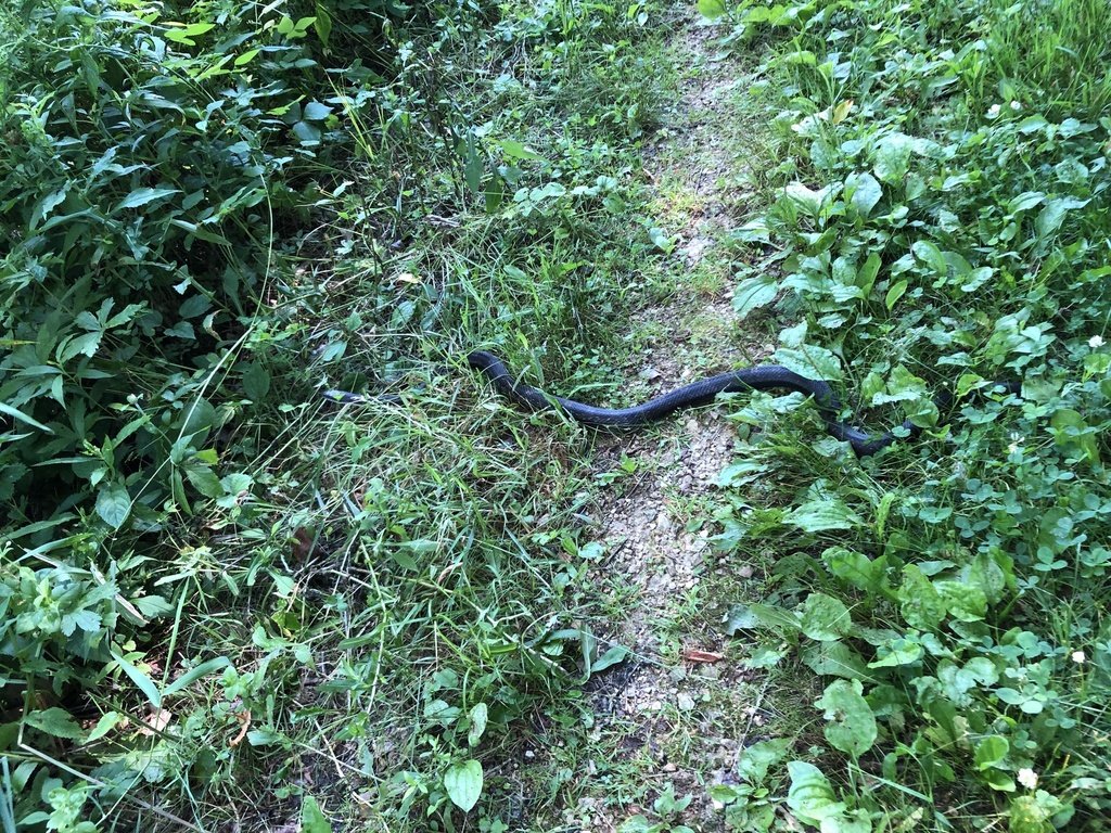 Gray Ratsnake in July 2021 by jugiemart · iNaturalist