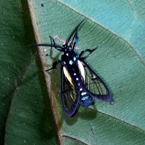 Syntrichura brodea · iNaturalist United Kingdom