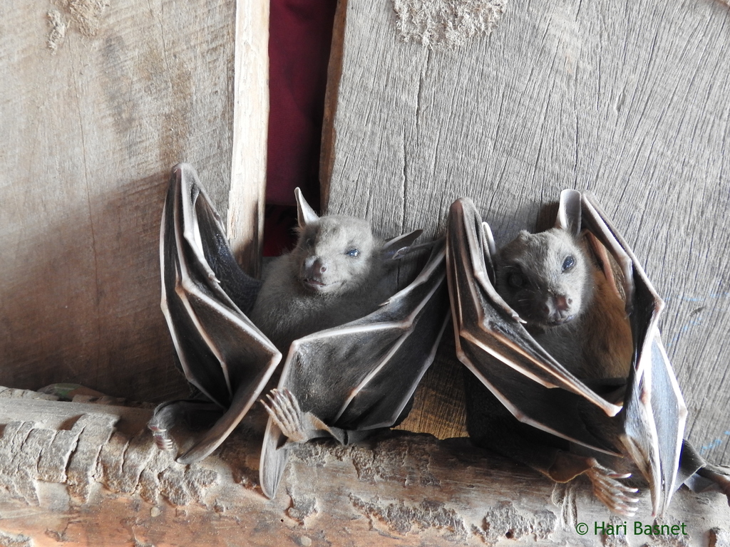 Greater Short-nosed Fruit Bat from Shaktikhor, Nepal on December 30 ...