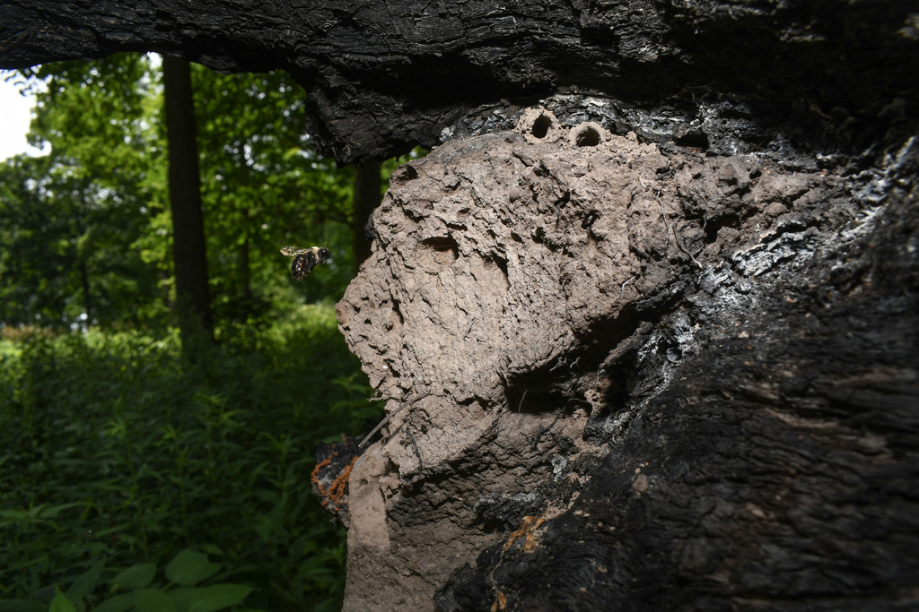 Abrupt Digger Bee from Dupage County, IL, USA on June 18, 2021 at 02:39 ...