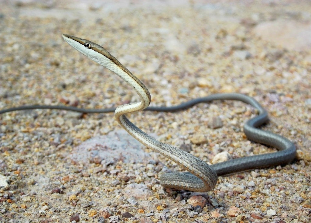 Oxybelis microphthalmus in May 2015 by thamnelegans24 · iNaturalist