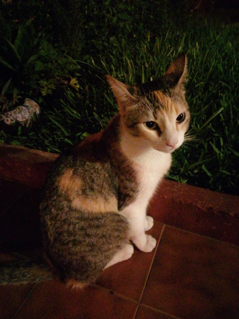 Domestic Cat from Monterrey, MX-NL, MX on July 11, 2021 at 09:48 PM by ...