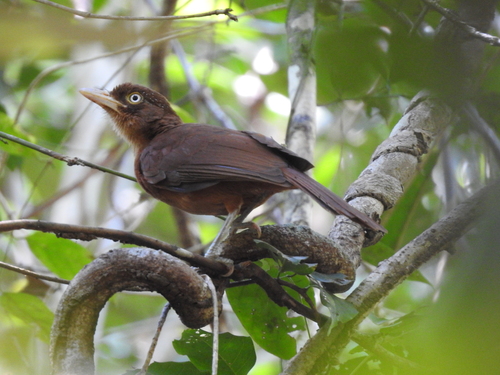 Rusty Pitohui (Pseudorectes ferrugineus) · iNaturalist