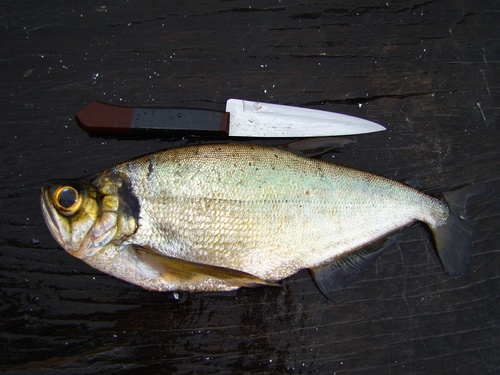 Hydrolycus wallacei · iNaturalist