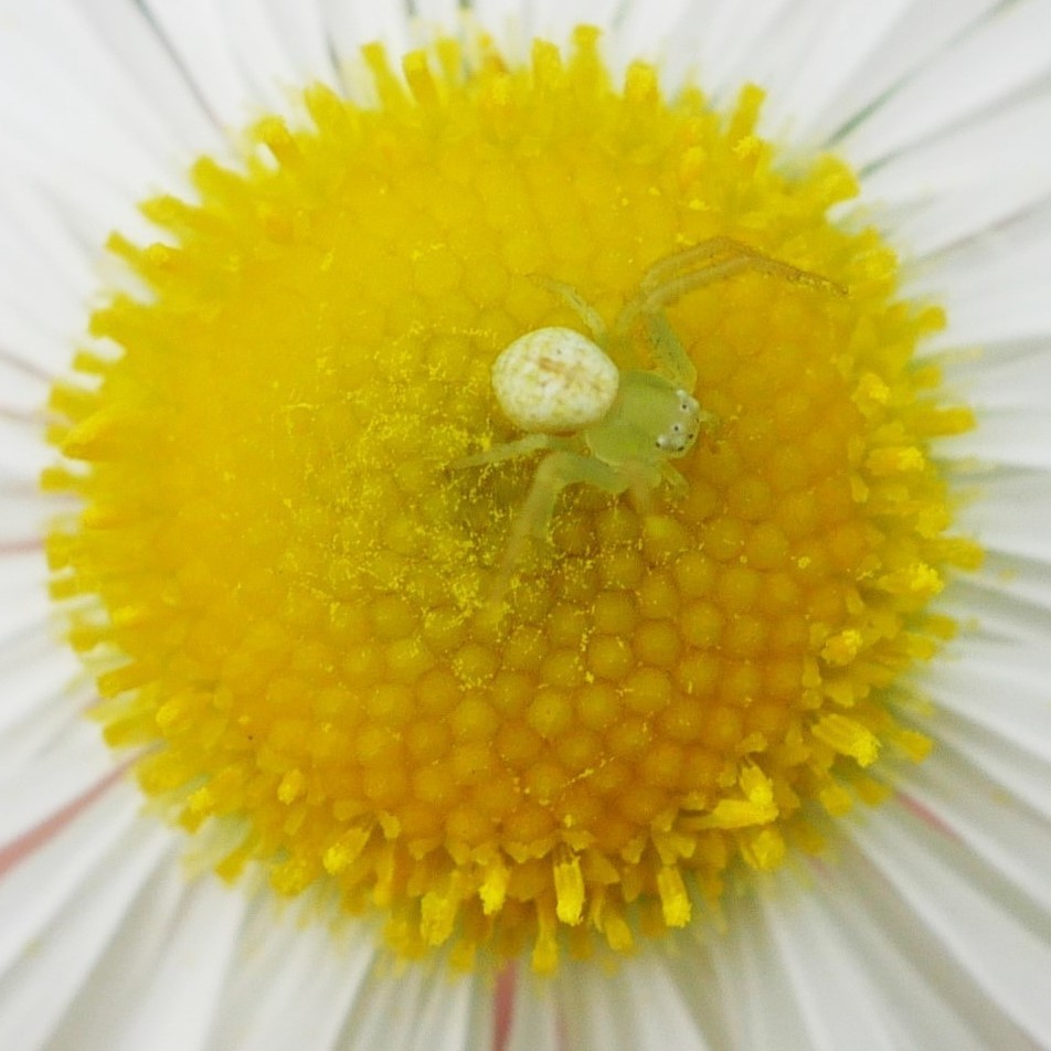 Triangle Crab Spider from Heusenstamm, Deutschland on July 10, 2021 at ...