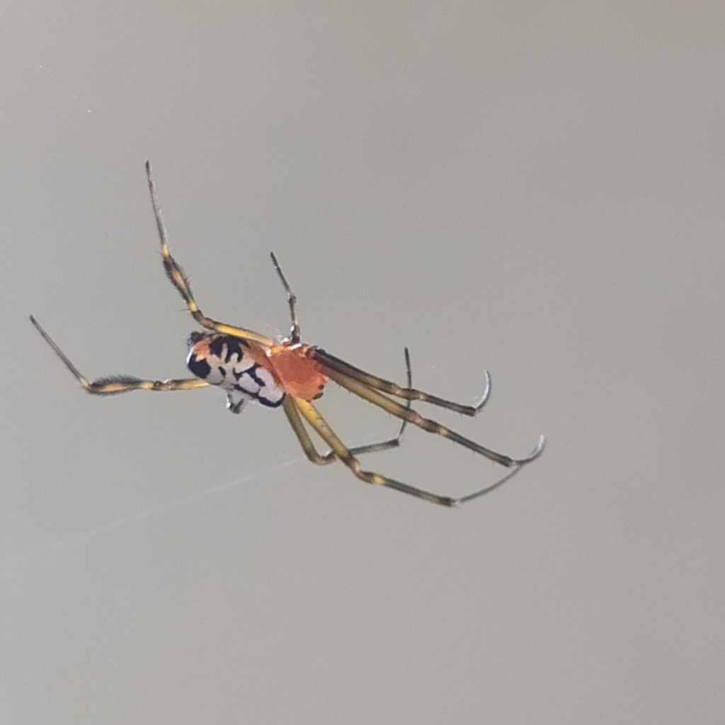 Orange-and-black Pear Spider from Karamat, Kec. Gunungpuyuh, Sukabumi ...