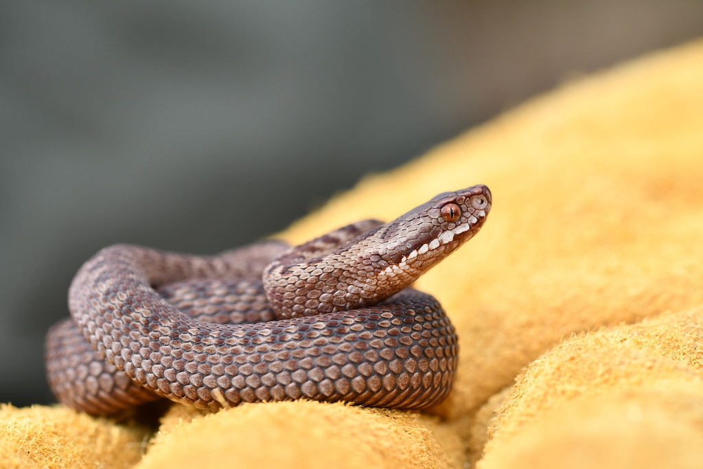 Adder in May 2021 by viperidae4ever. Handling exemption for CMR study ...