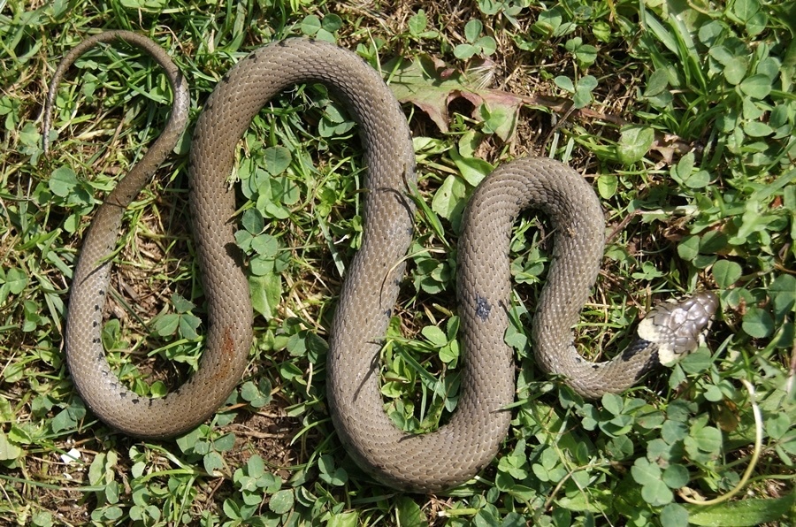 barred grass snake in August 2018 by viperidae4ever · iNaturalist