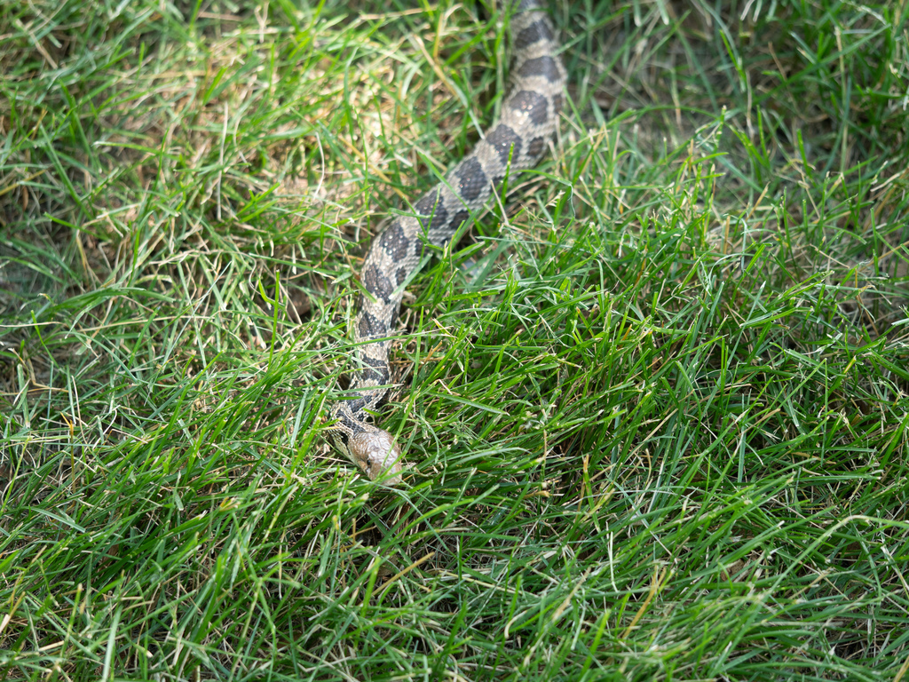 Western Foxsnake from 8395 127th St E, Hastings, MN 55033, USA on June ...