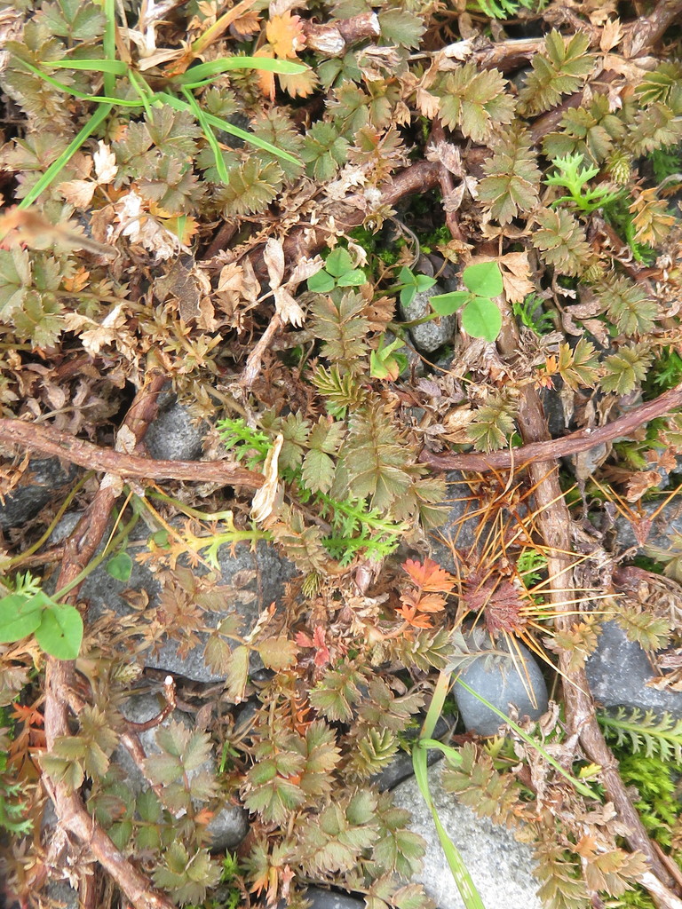 Bidibid in March 2018 by John Van den Hoeven · iNaturalist