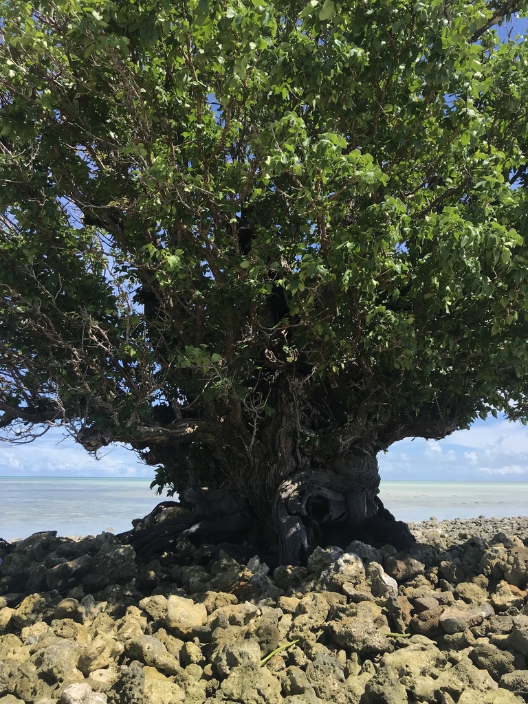 Xylocarpus from Palau, PW on July 9, 2021 at 10:11 AM by Meangeldil ...