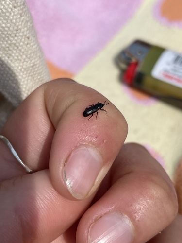 Mesites subcylindricus · iNaturalist