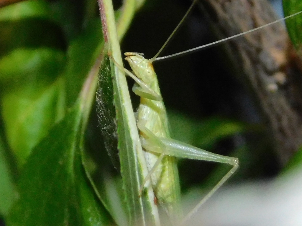 Snowy Tree Cricket from Mayer on July 05, 2021 at 12:59 AM by DeAnna ...