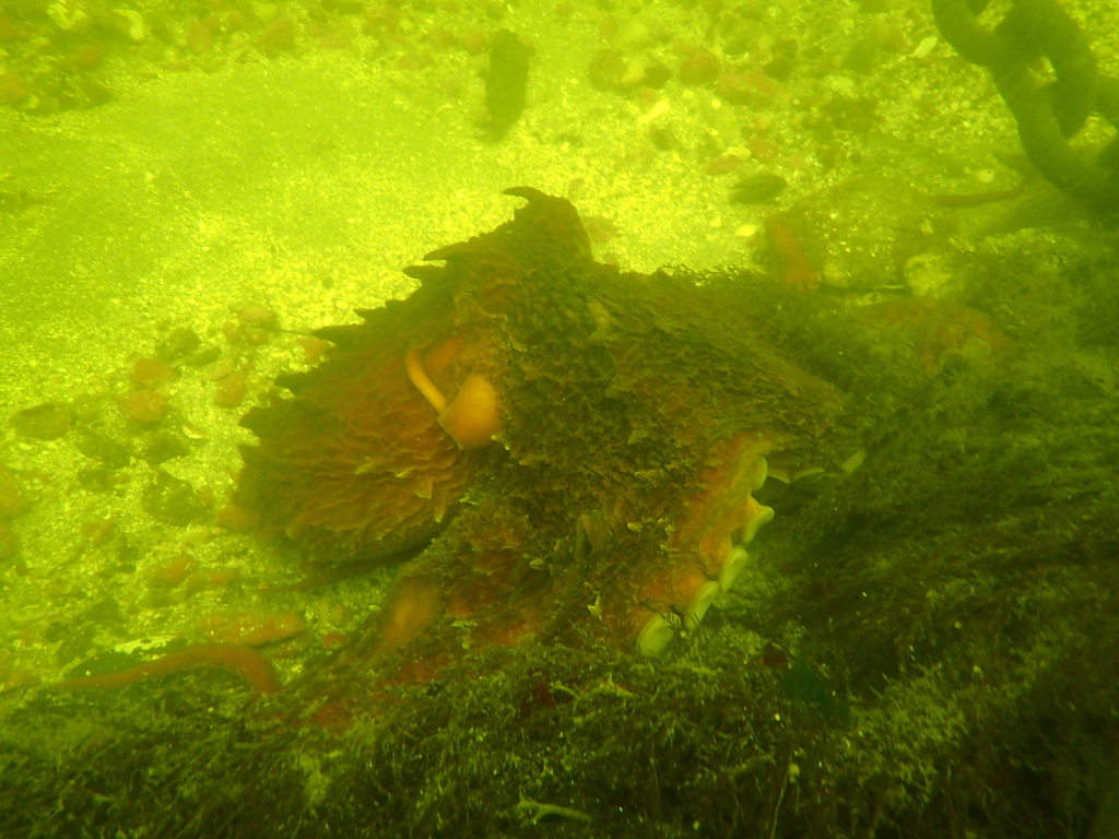 Giant Pacific Octopus from Gossip channel ,Capital, BC, Canada on July ...