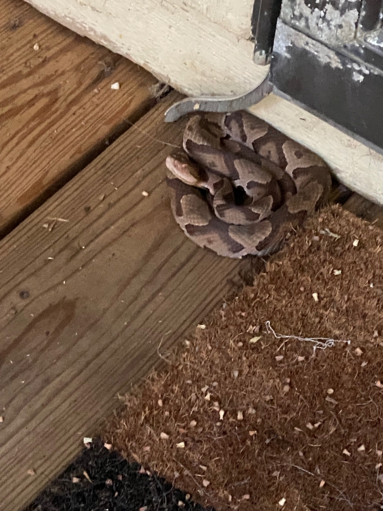 Eastern Copperhead from Riverrun, VA 22901, USA on July 12, 2021 by ...