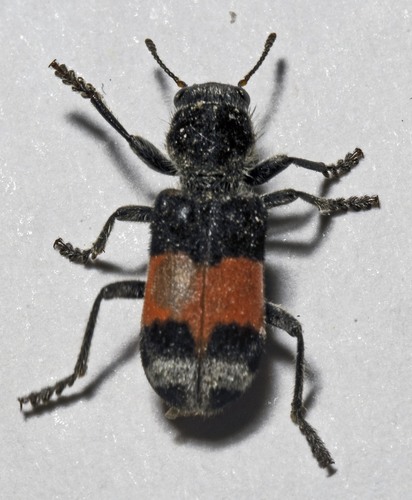 Enoclerus acerbus · iNaturalist