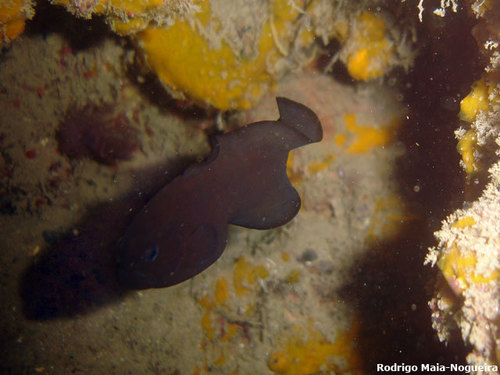 Deep Reef Aquarium Possibilities, zroskoph · iNaturalist Chile