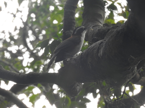Subespecies Pomatorhinus montanus montanus · iNaturalist Mexico