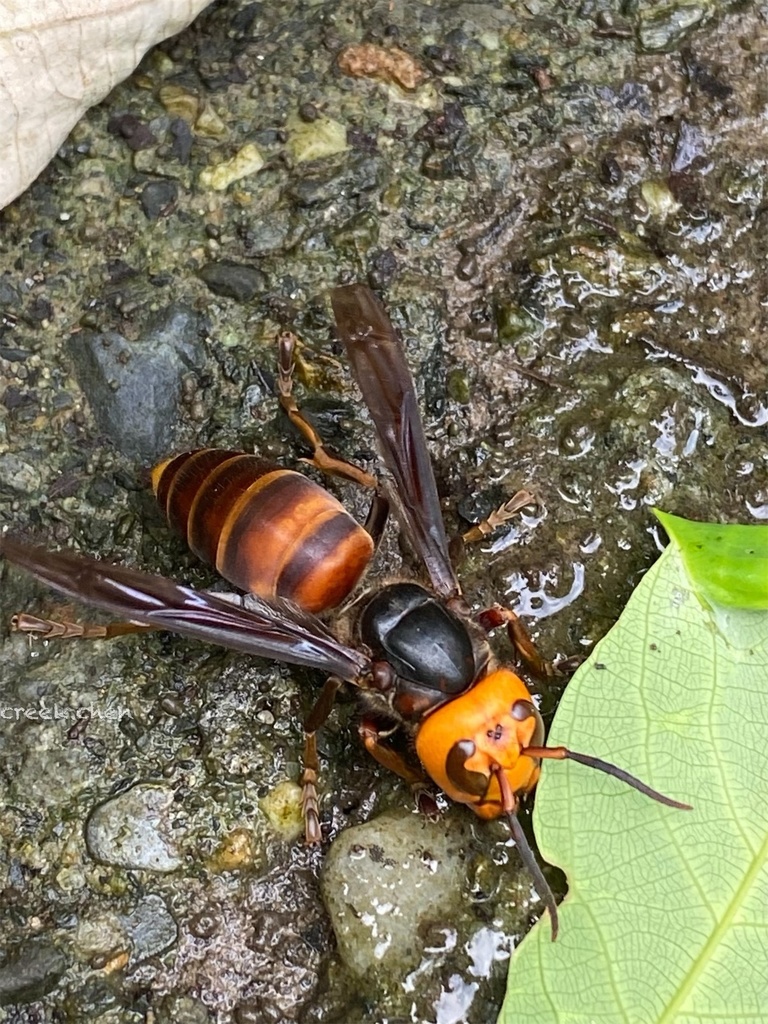 Asian Giant Hornet from 礁溪鄉, TW on July 13, 2021 at 08:27 AM by creek ...