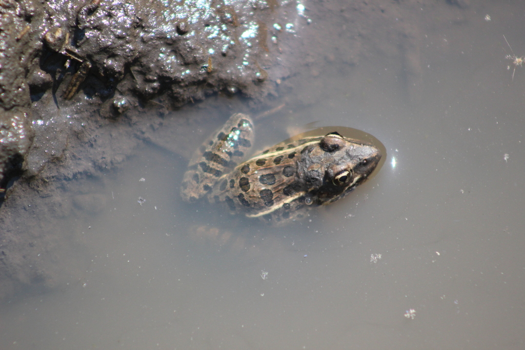 Transverse Volcanic Leopard Frog from Tlajomulco de Zúñiga, Jal ...