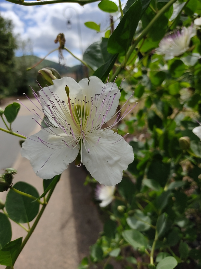 Caper Bush from Colombières-sur-Orb, France on July 13, 2021 at 04:02 ...