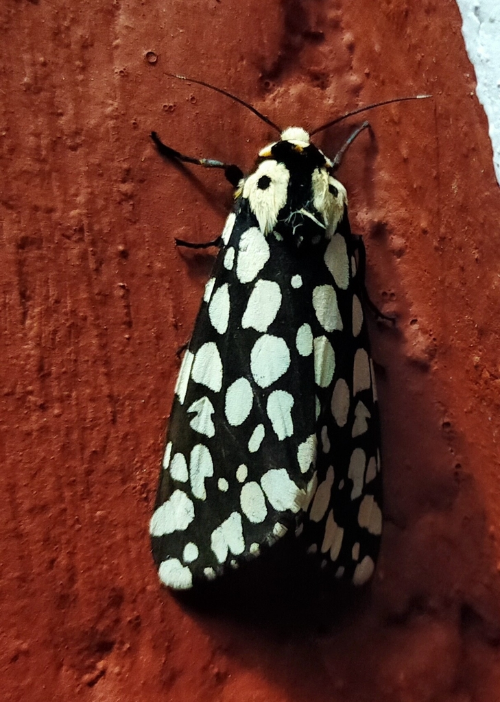Alphaea impleta from Munsyari, Uttarakhand 262554, India on July 13 ...
