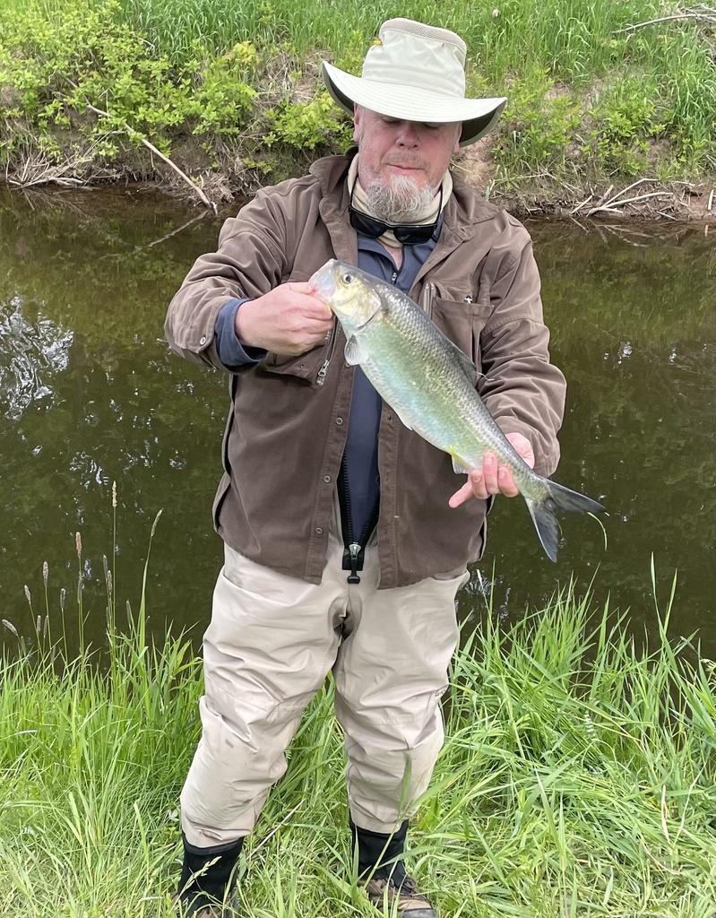 American Shad from Roachville, NB, CA on May 30, 2021 at 04:07 PM by ...