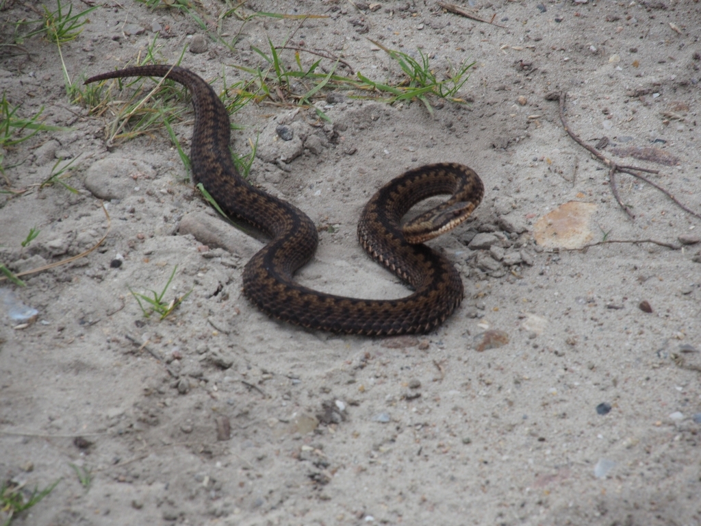 Adder in July 2021 by Laura Nuss · iNaturalist