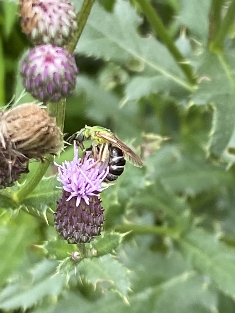 Bicolored Striped Sweat Bee from White Oak Park, Branchburg, NJ, US on ...