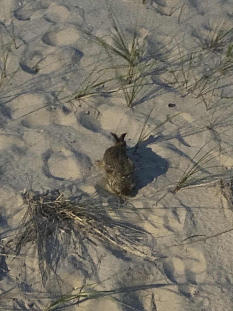 Eastern Cottontail from Fenwick Island, Bethany Beach, DE, US on July ...