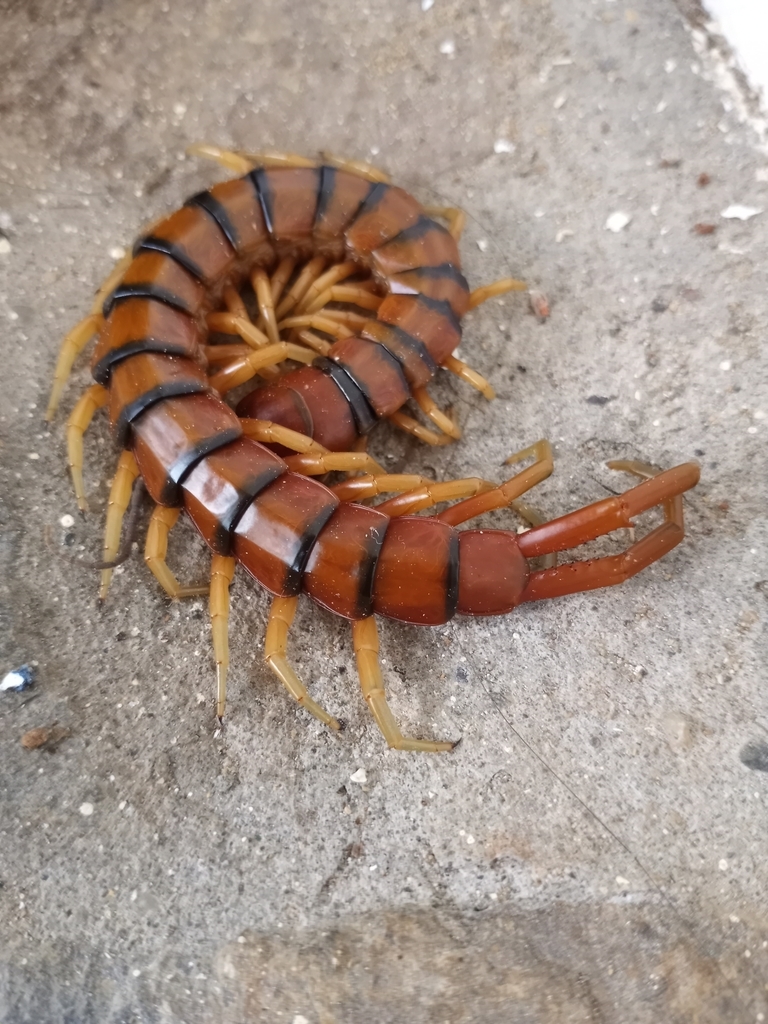 Giant Centipedes from La Ceiba, Las Terrenas 32000, Dominican Republic ...