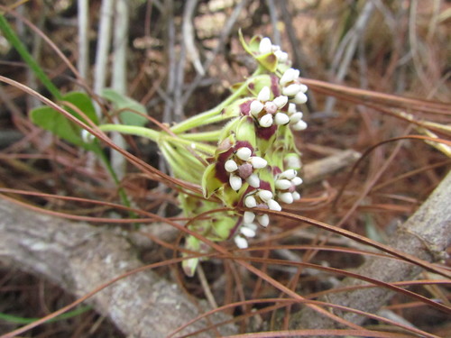 (Funastrum refractum)