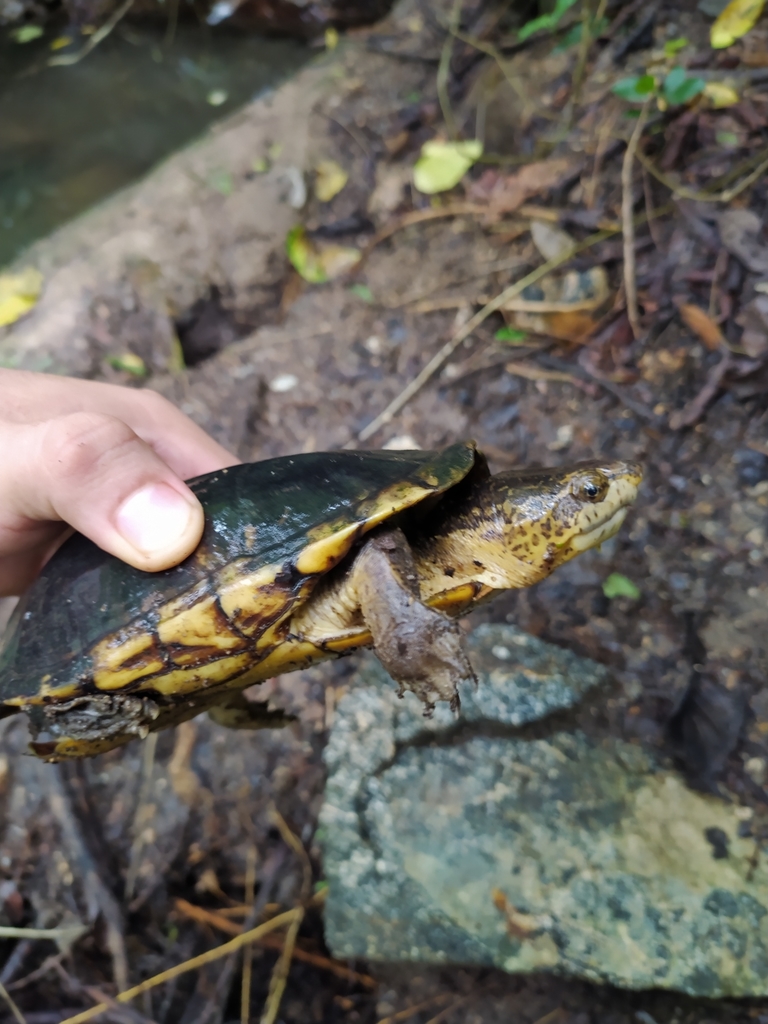 Oaxaca Mud Turtle from San Gabriel Mixtepec, Oax., México on July 13 ...