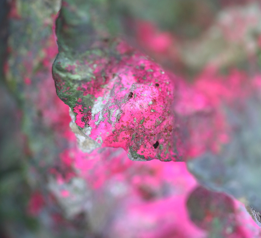 red algae from Madison County, AL, USA on June 15, 2021 at 05:00 PM by ...