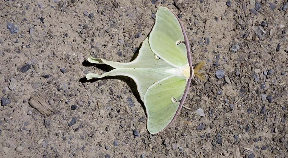 North American Luna Moth from Forest County, PA, USA on June 18, 2021 ...