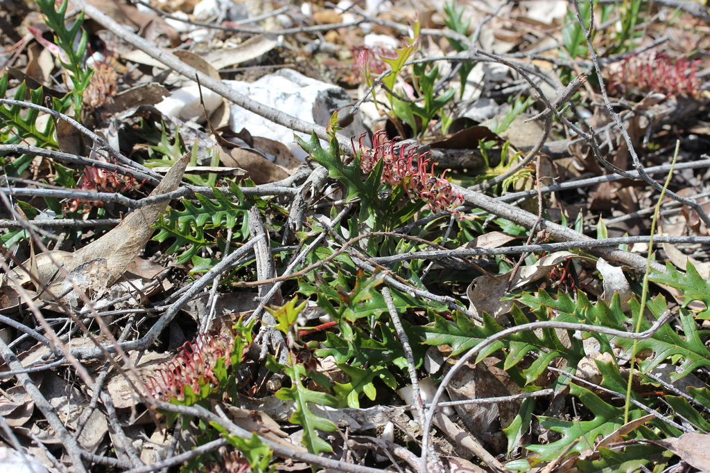 Fryerstown grevillea from Glenluce VIC 3451, Australia on October 24 ...